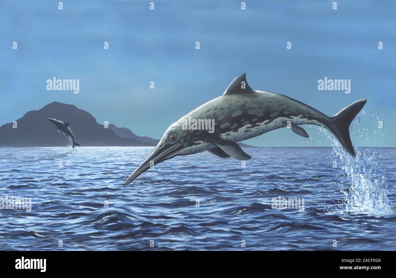 Ichthyosaurs leaping in the air. Artwork of Ichthyosaurus marine ...
