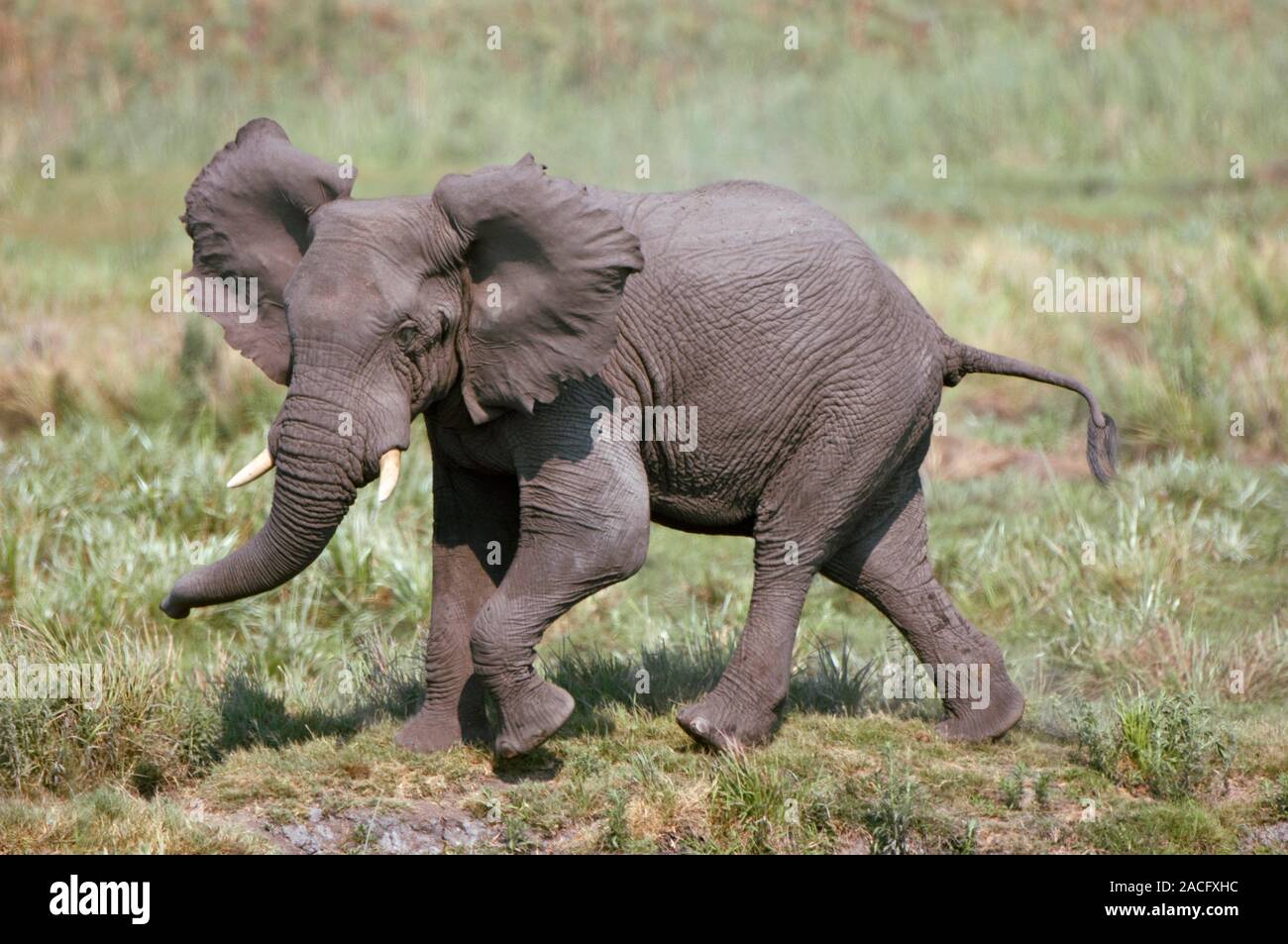 Male African elephant (Loxodonta africana). African elephants are ...