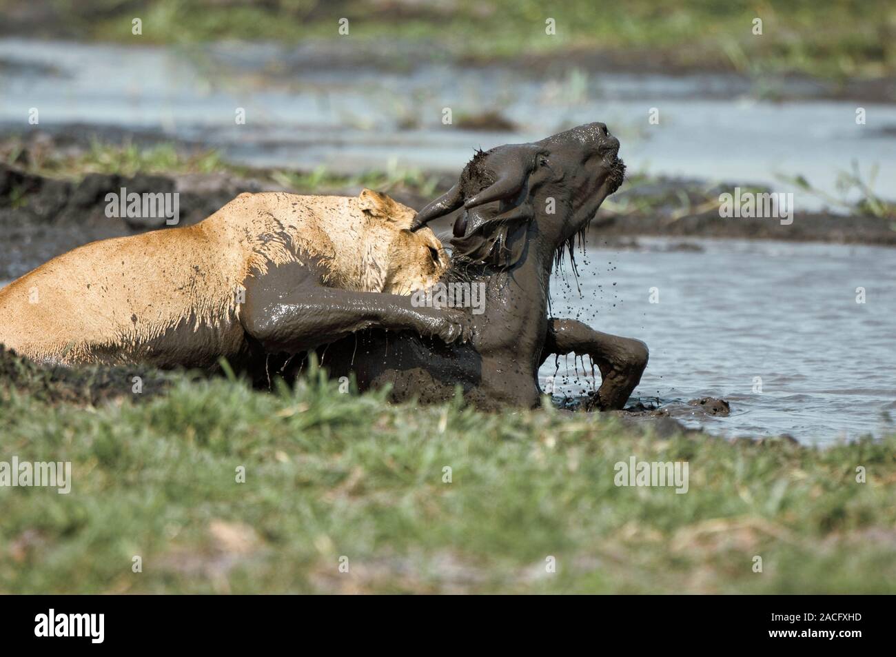 Lioness (Panthera leo) hunting buffalo (subfamily Bovinae) at a pool ...