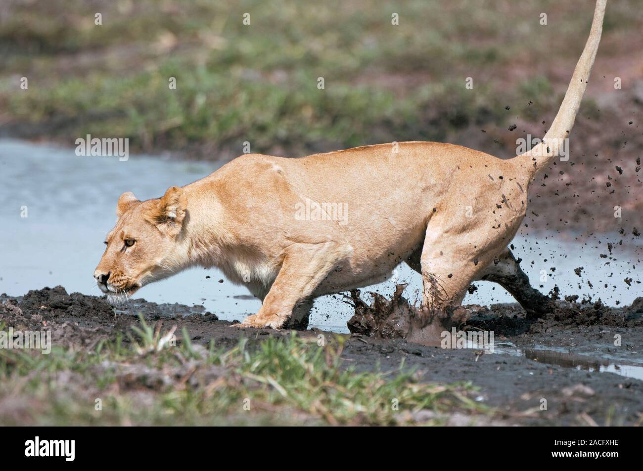 Lioness (Panthera leo) hunting buffalo (subfamily Bovinae, not seen) at ...