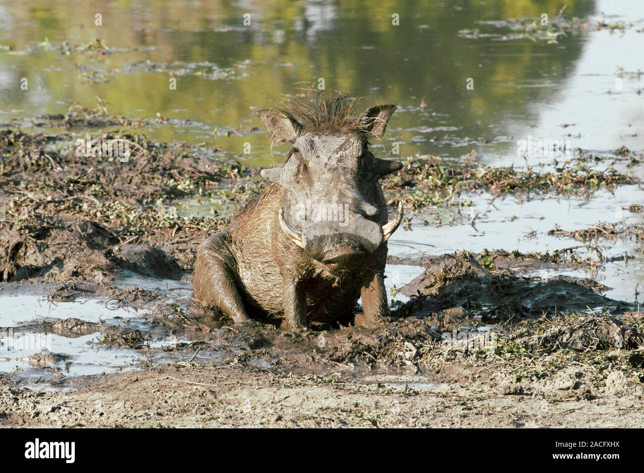 Warthog (Phacochoerus africanus) in a mud wallow. Photographed in the ...