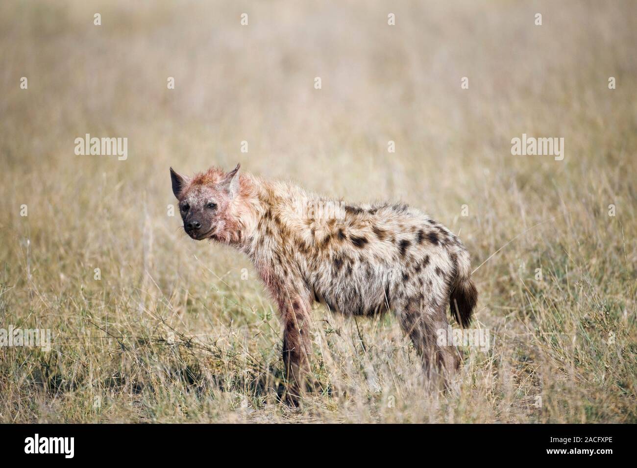 Spotted hyena (Crocuta crocuta). The spotted hyena, also known as the ...