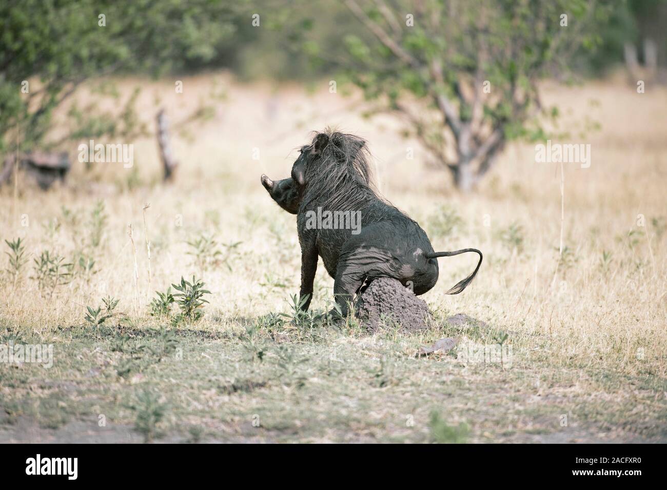Warthog (Phacochoerus africanus) scratching its rear on a termite mound ...