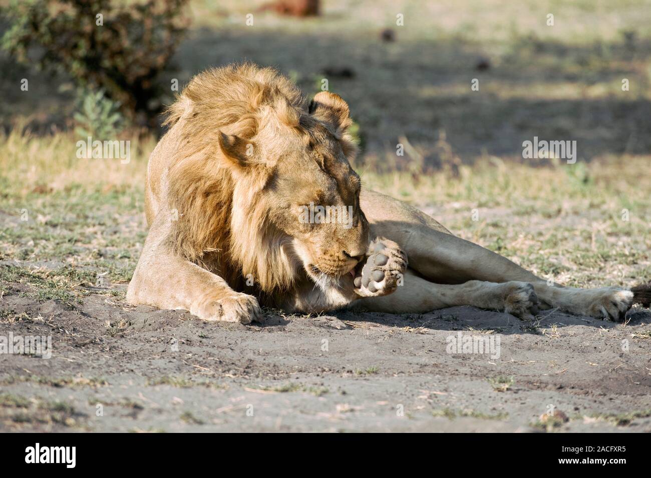 Lion (Panthera leo) cleaning its paw. Lions are found in the savannah ...