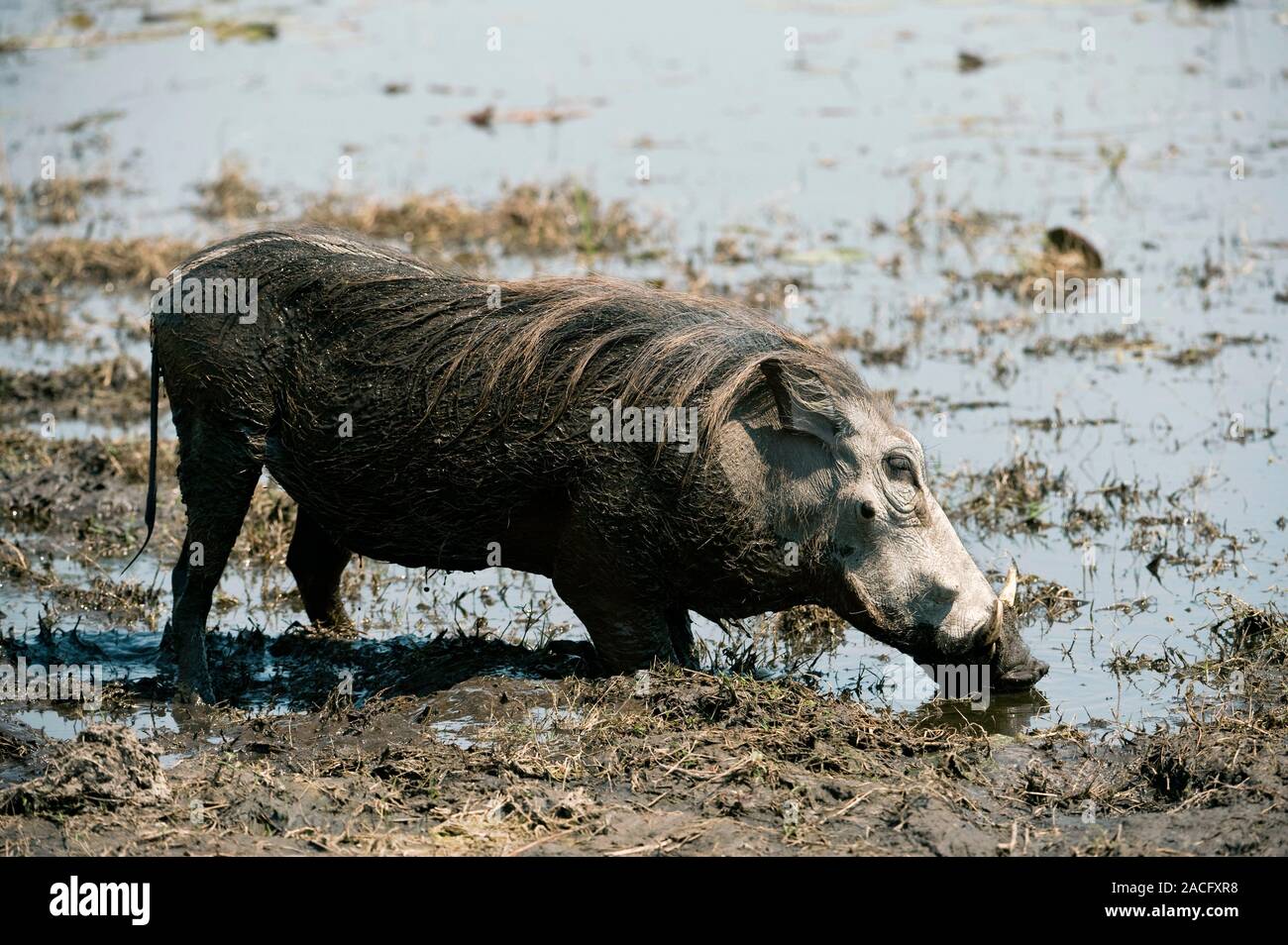 Warthog (Phacochoerus africanus) at a mud wallow. Photographed at King ...