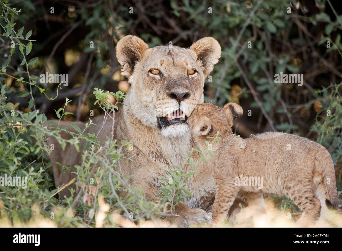 Lioness (Panthera leo) with her cub. Lions are found in the savannah ...