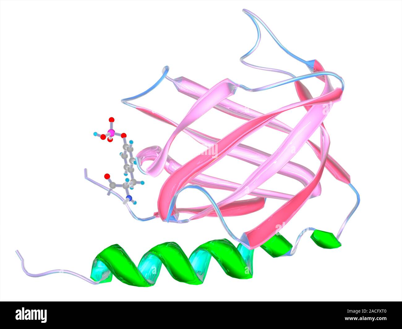 Insulin receptor substrate 1. Molecular model of the secondary ...