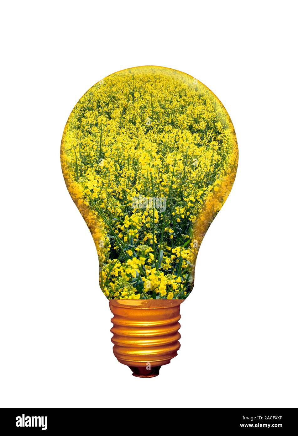 Plant research, conceptual artwork. Light bulb containing rapeseed ...