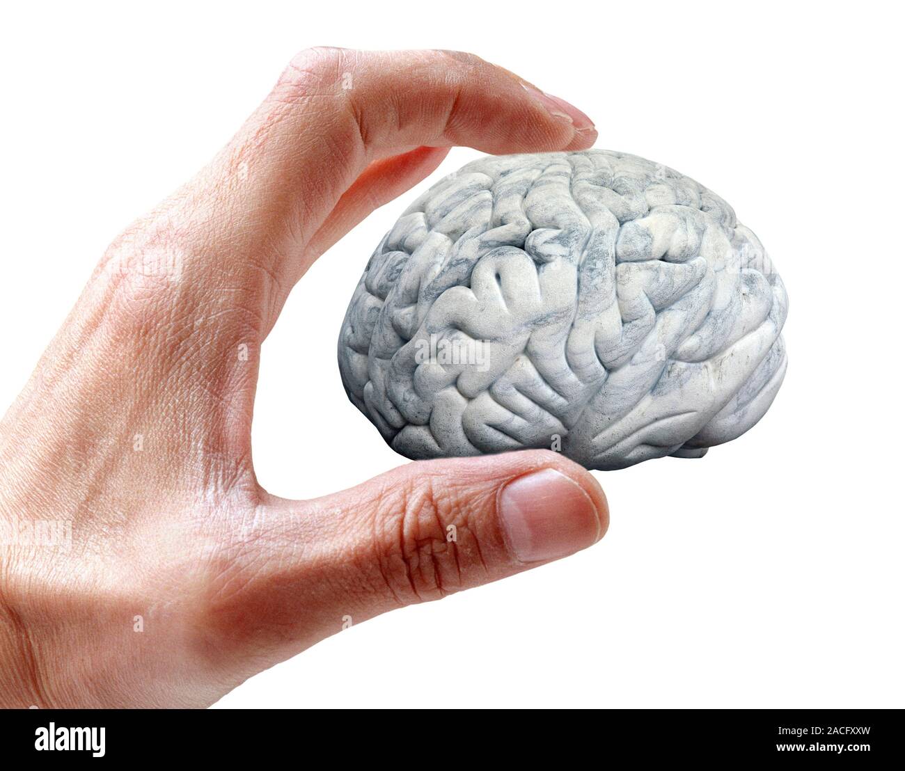 Brain research, conceptual artwork. Hand holding a human brain. This ...