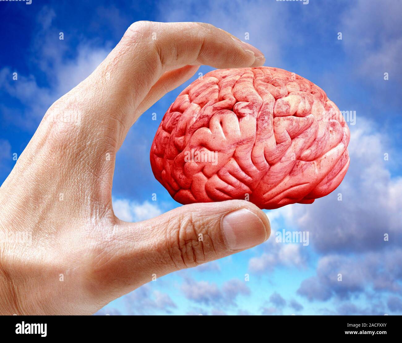 Brain research, conceptual artwork. Hand holding a human brain (red ...