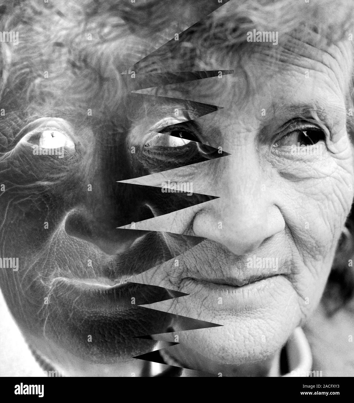 Dementia, conceptual image. Composite of two images of an old woman's ...