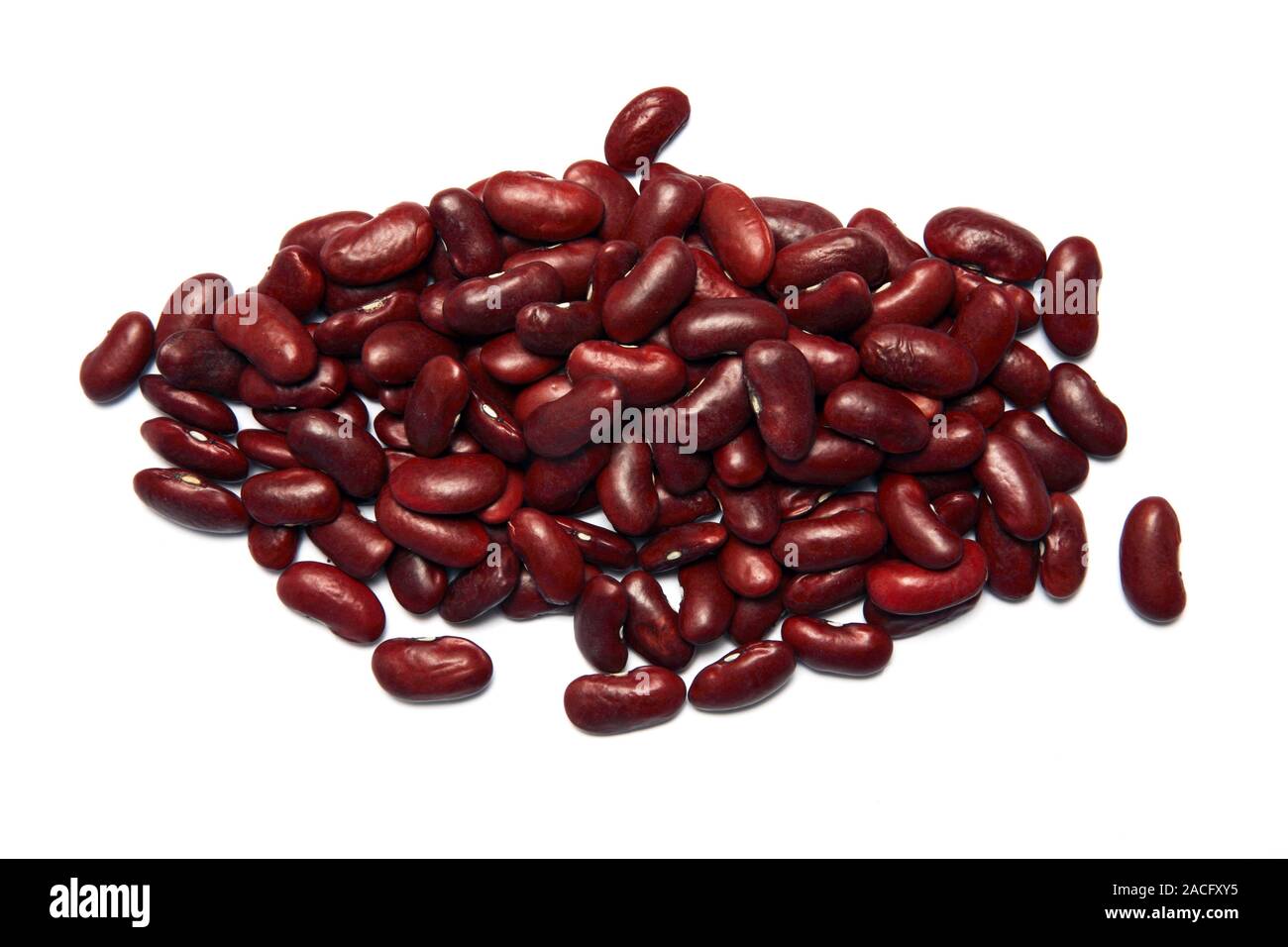 Red kidney beans (Phaseolus vulgaris). These edible beans are used ...