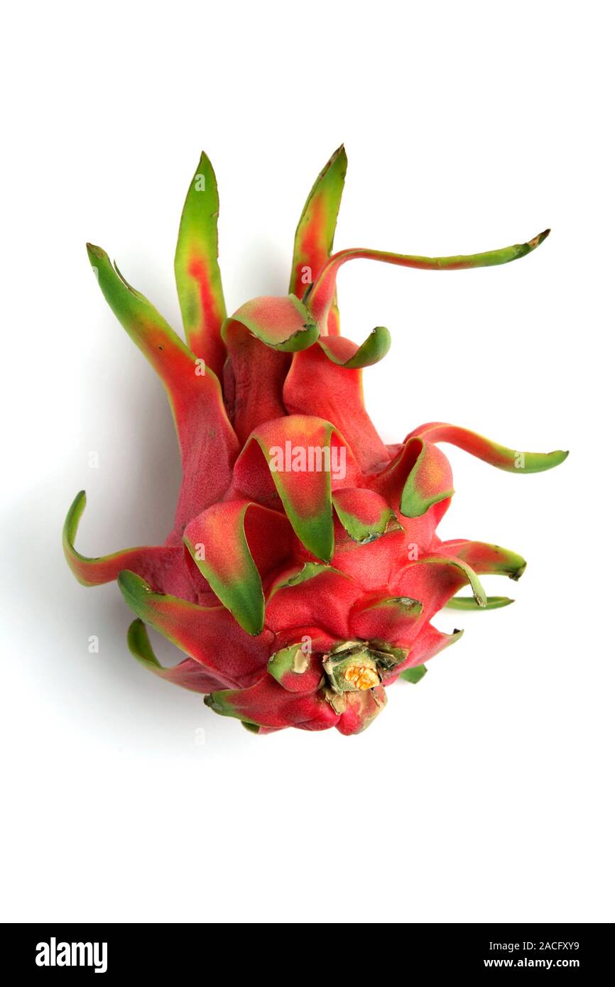 Pitahaya fruit (Hylocereus undatus). This South-East Asian fruit is ...