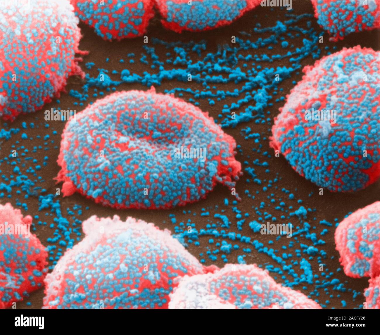 Flu (influenza) virus particles (blue) on red blood cells, coloured ...
