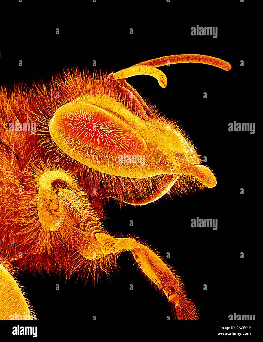 Honey Bee Apis Mellifera Coloured Scanning Electron Micrograph Sem One Of The Two Compound
