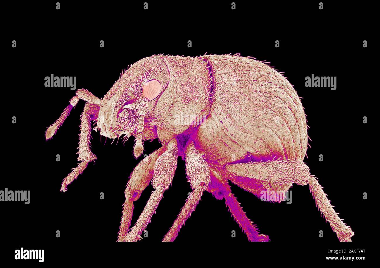 Weevil, coloured scanning electron micrograph (SEM). The weevil's head ...