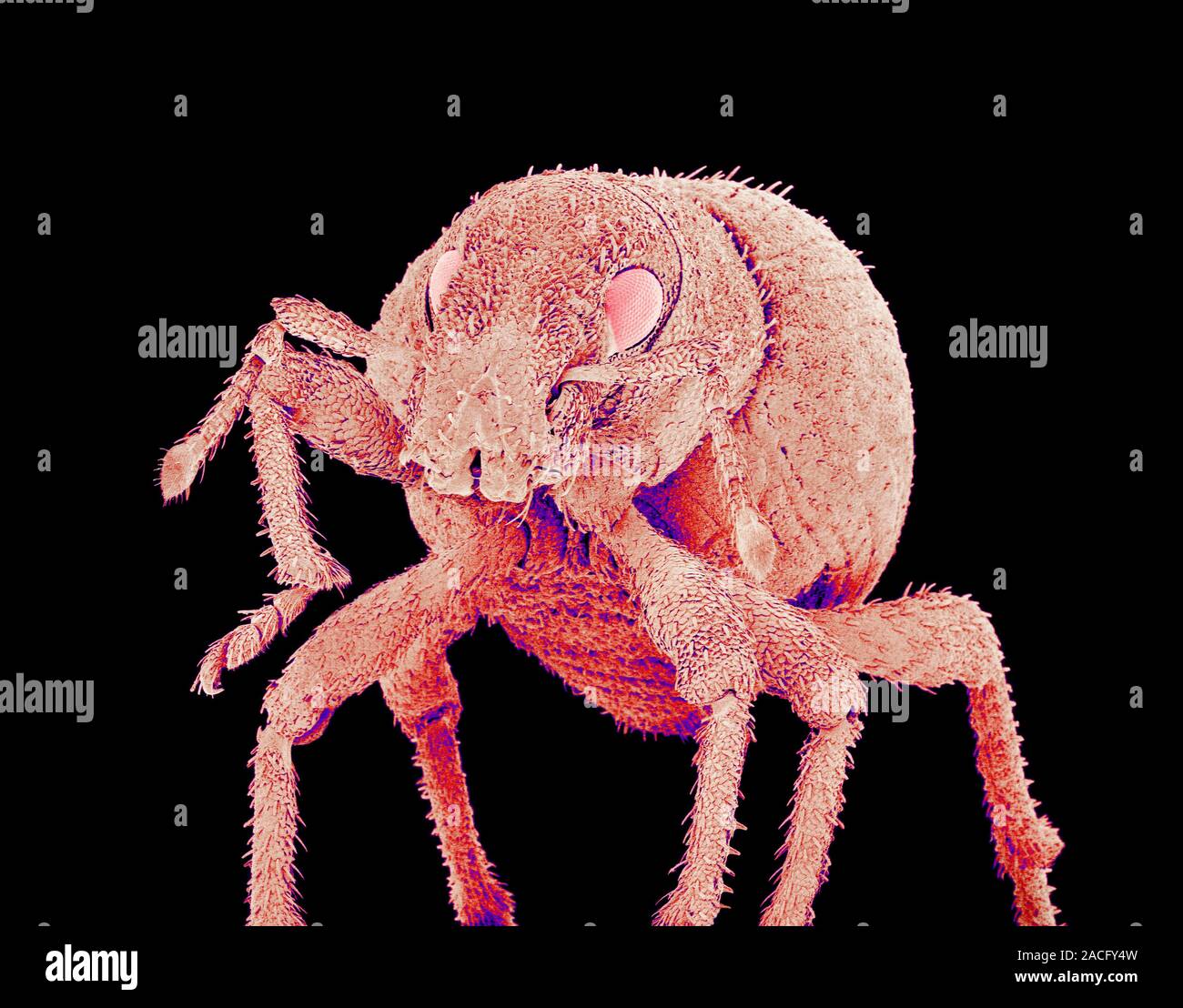 Weevil, coloured scanning electron micrograph (SEM). The weevil's head ...