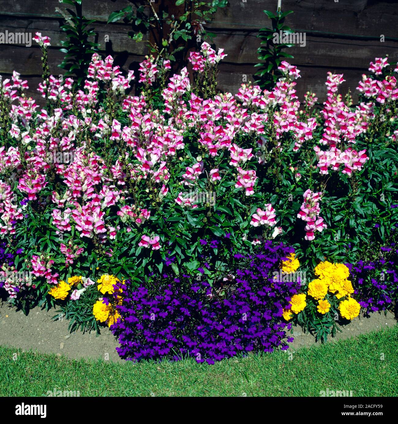 Snapdragon flowers (Antirrhinum 'Princess', pink) in a garden border ...
