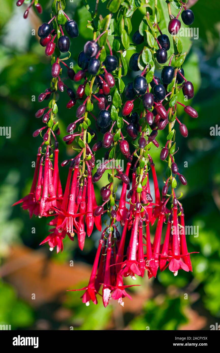 Flowers and fruit of Fuchsia sp Stock Photo - Alamy