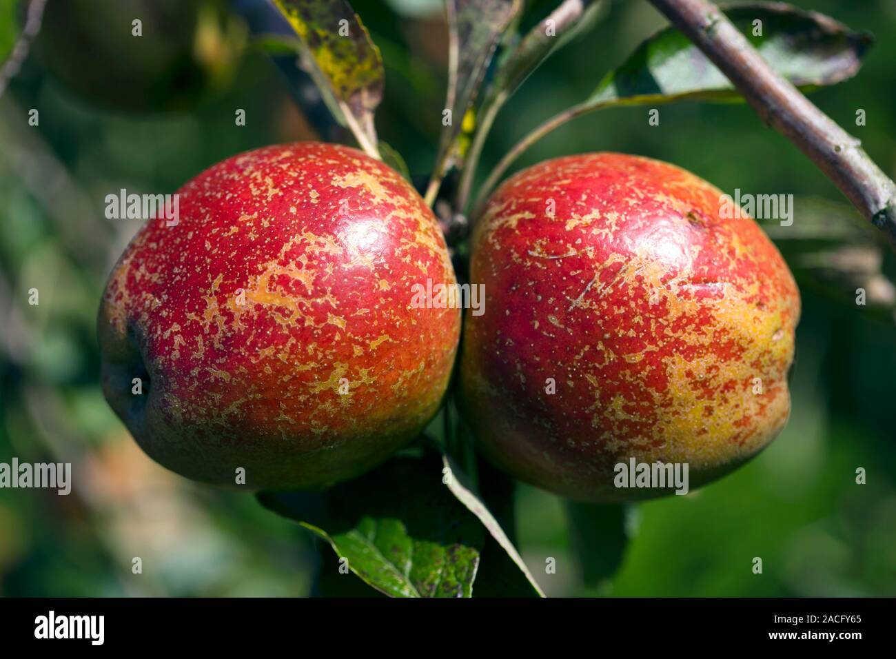 Apples (Malus 'Lord Hindlip' Stock Photo - Alamy