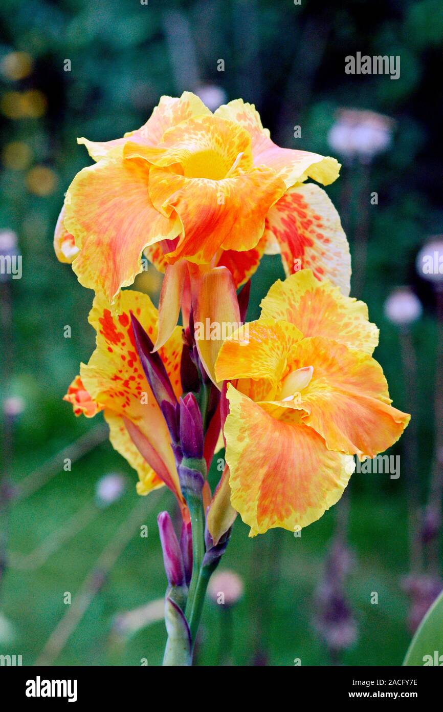 Canna x generalis 'Cleopatra' (Indian Shot) in flower in the summer ...