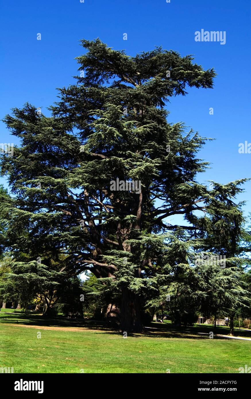 Cedar of Lebanon (Cedrus libani). A mature tree, photographed in the ...