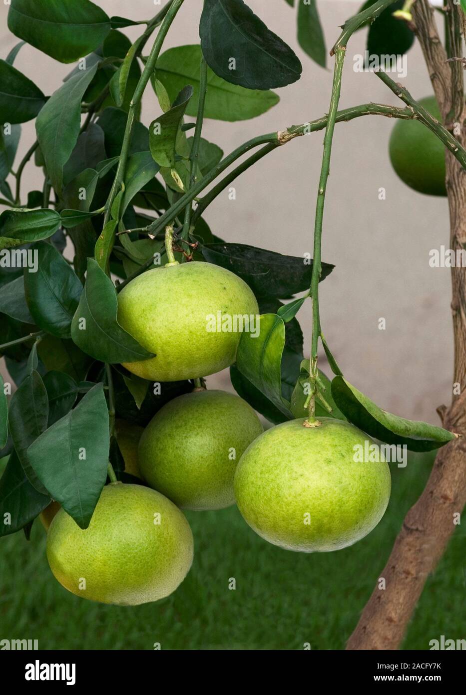 Grapefruit (Citrus paradisi) showing foliage and ripening fruits Stock ...