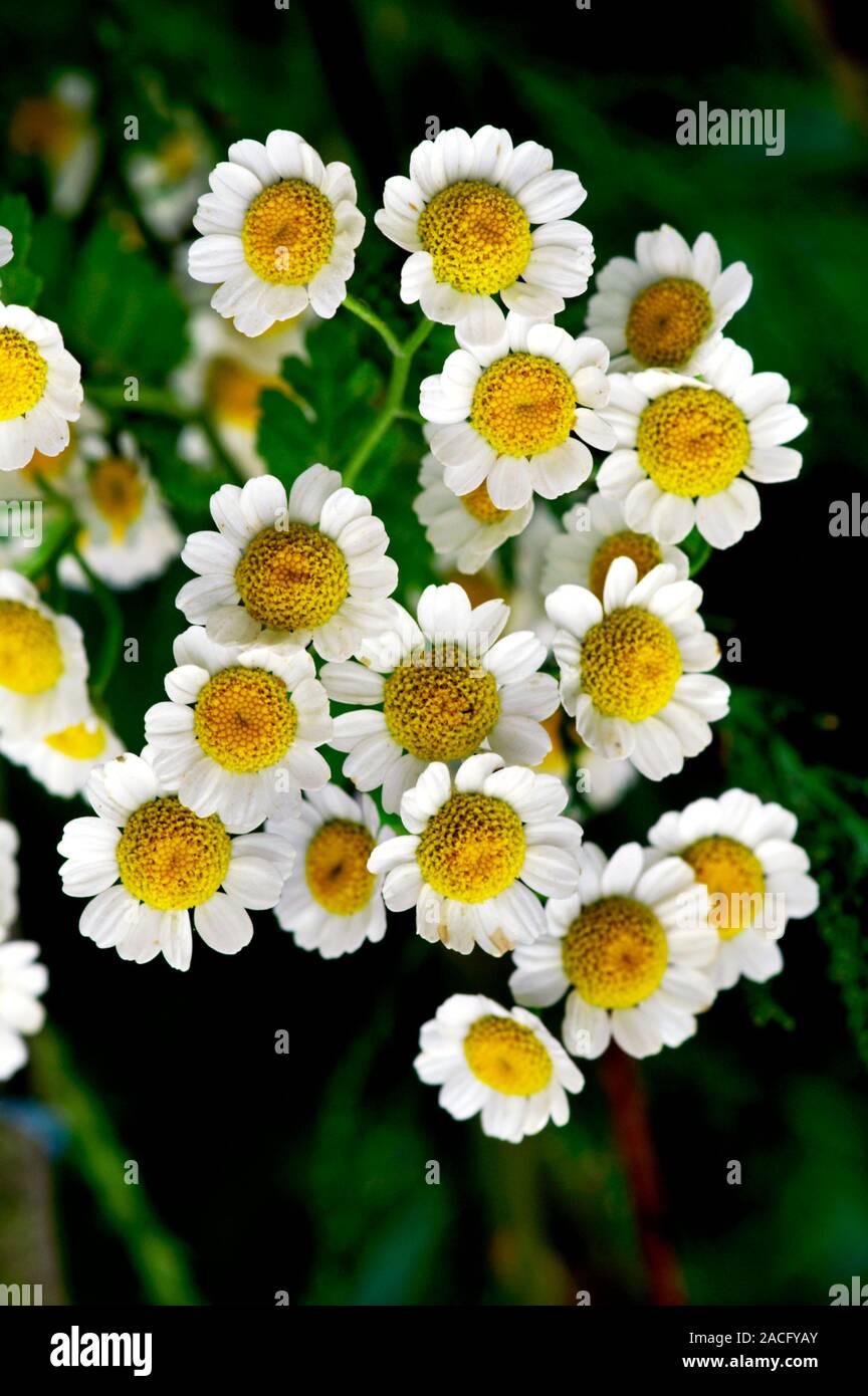 Feverfew (Tanacetum parthenium syn. Chrysanthemum parthenium) in flower ...