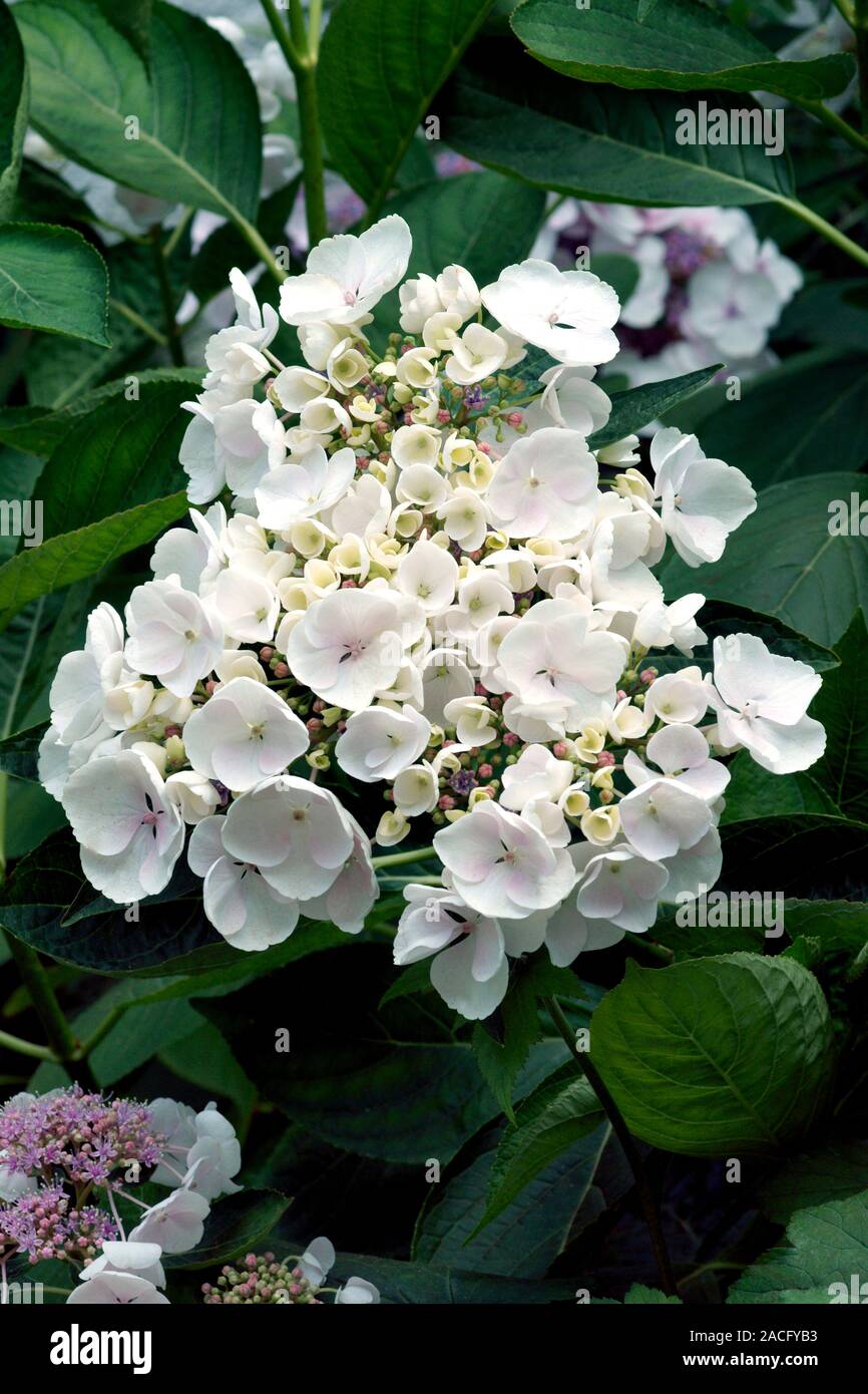 Hydrangea macrophylla 'Teller Blanc' in flower in the summer Stock ...