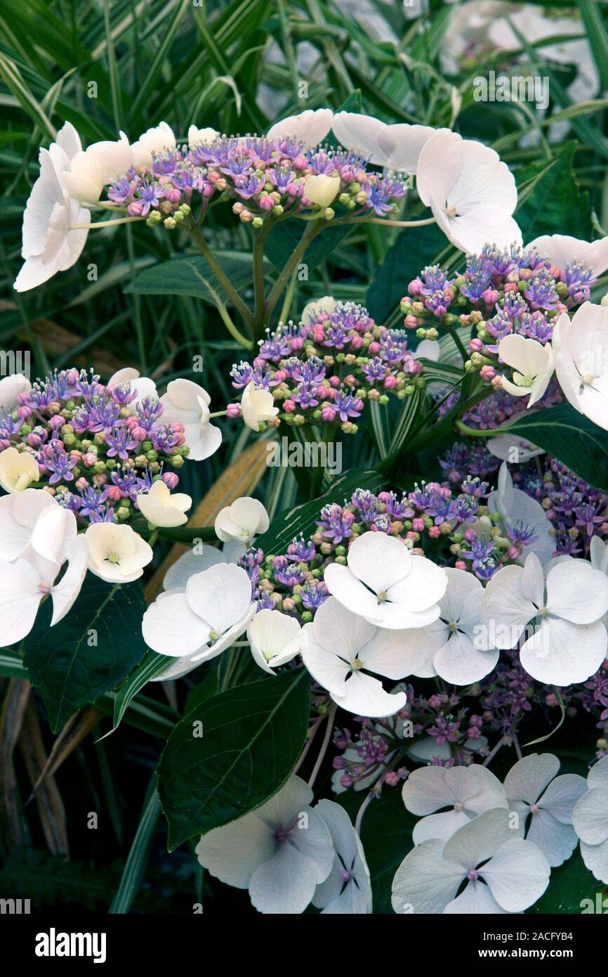 Hydrangea macrophylla 'Teller Blanc' in flower in the summer Stock ...