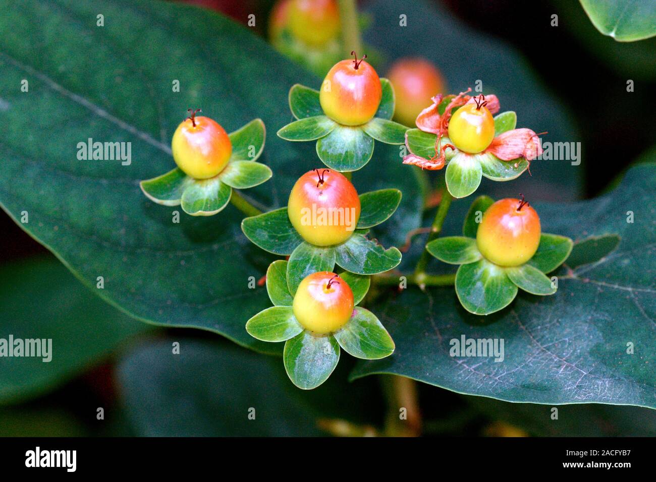 Tutsan (Hypericum androsaemum), also known as St. John's Wort, showing ...