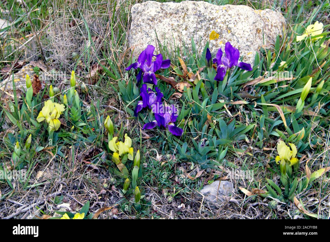 Wild Irises (Iris lutescens) in flower, growing near Narbonne in ...