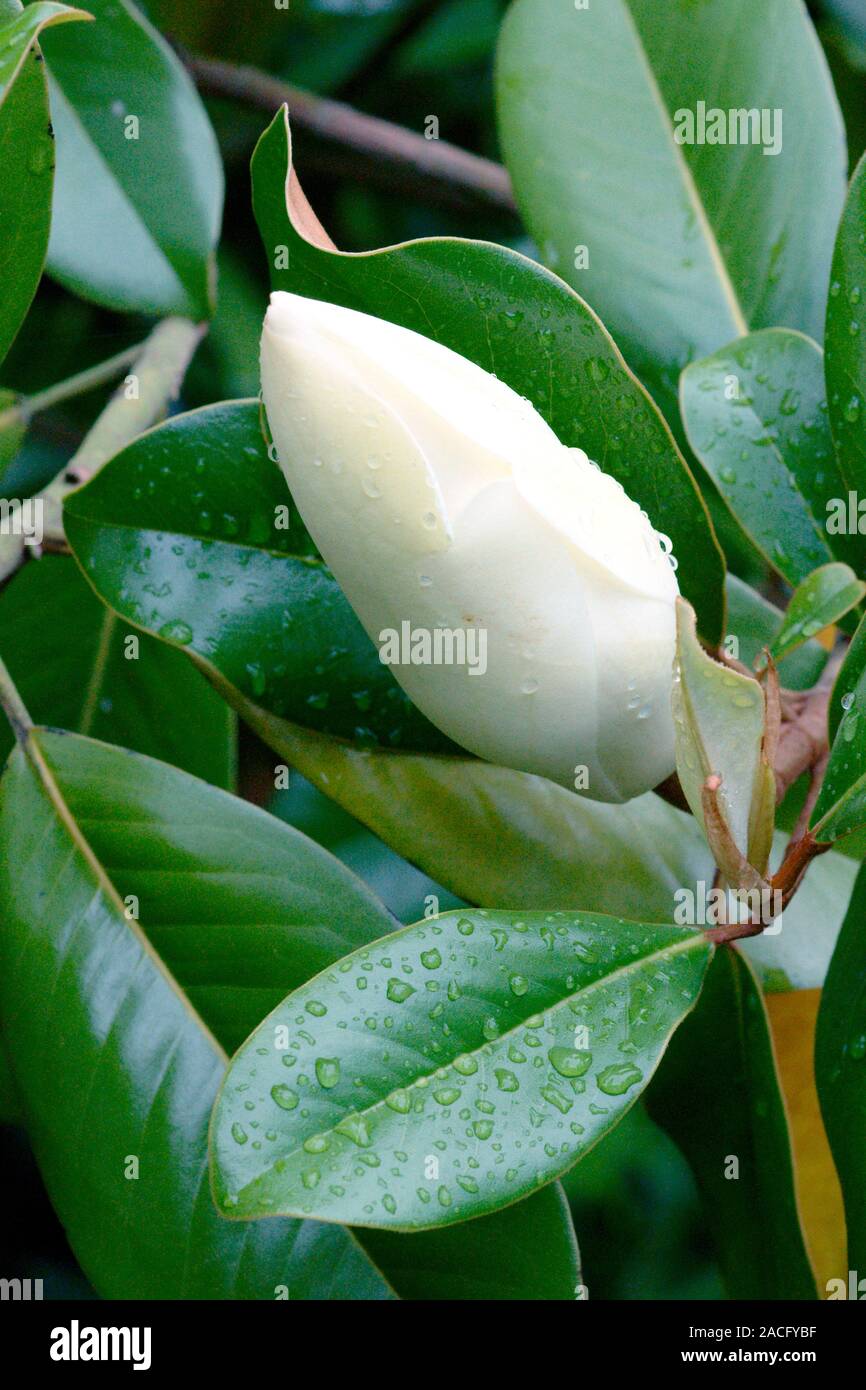 Foliage and flower bud of Southern magnolia (Magnolia grandiflora) in ...