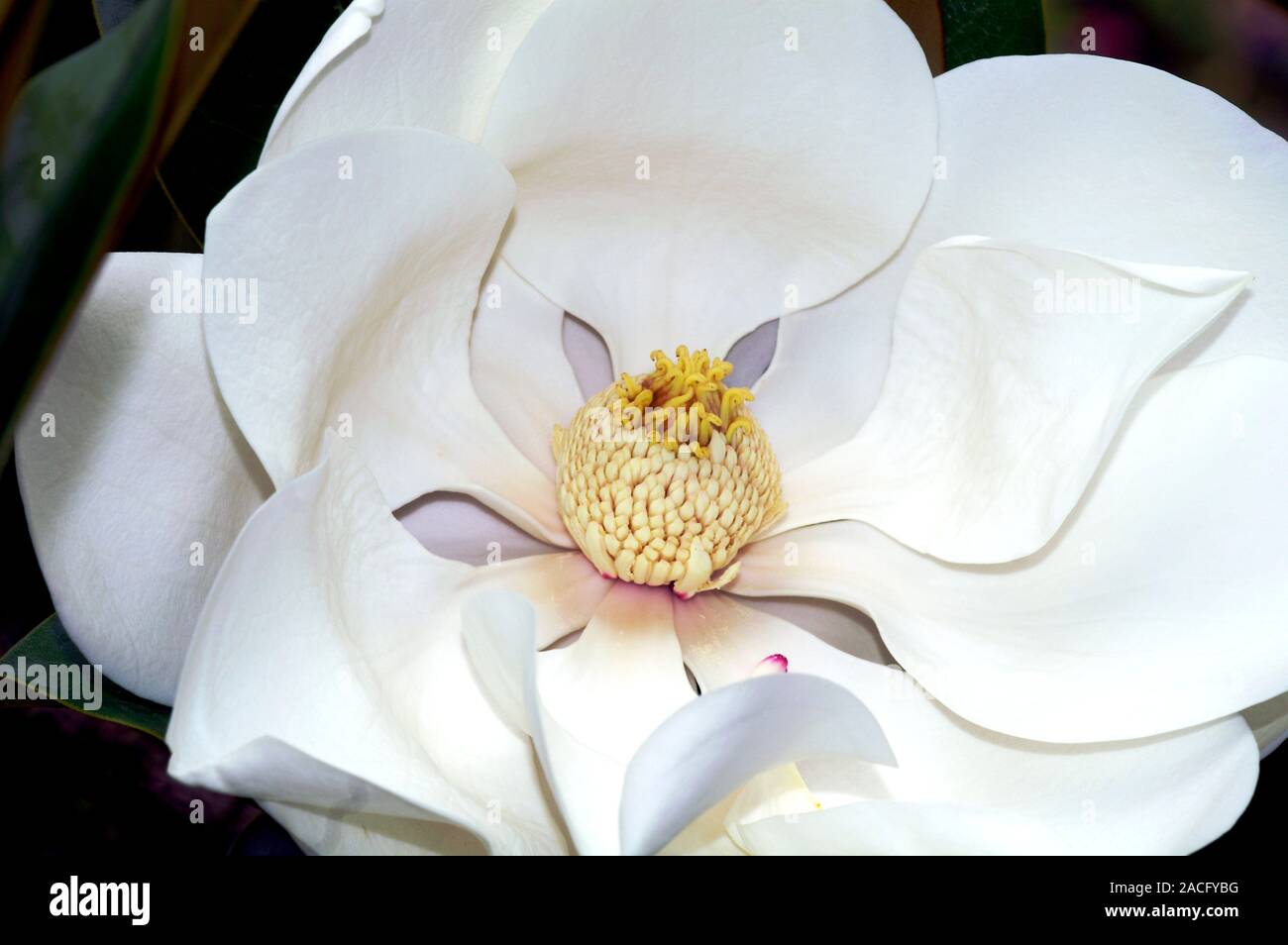 Southern magnolia (Magnolia grandiflora) in flower in the spring Stock ...