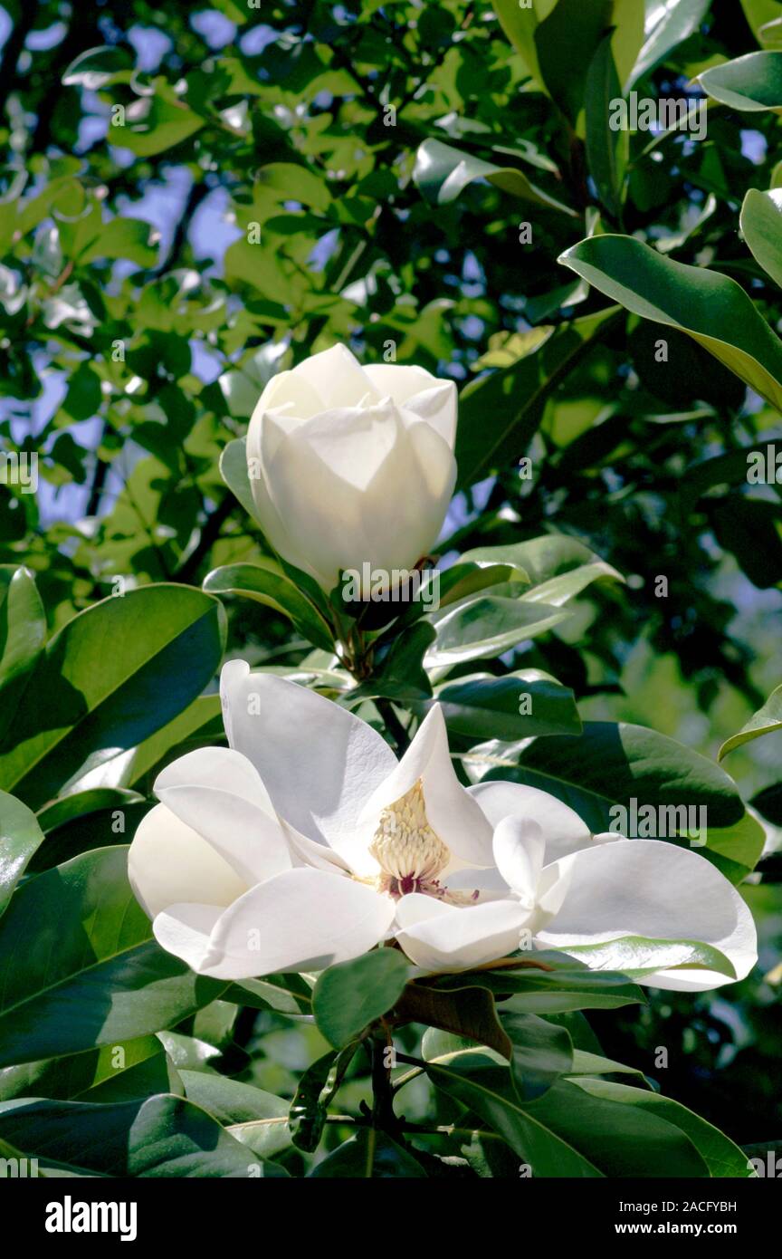 Southern magnolia (Magnolia grandiflora) in flower in the spring Stock ...