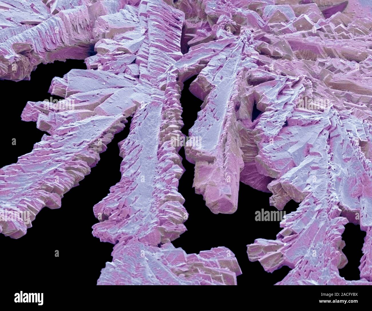 Antihistamine drug crystals, coloured scanning electron micrograph (SEM ...
