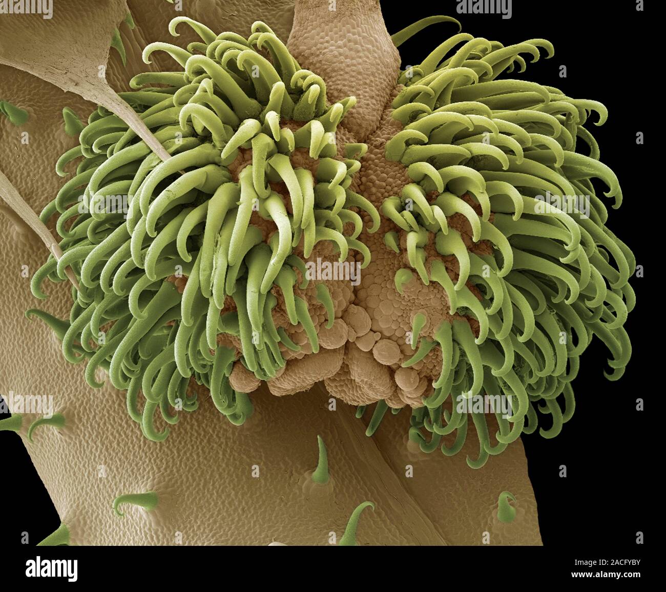 Goosegrass fruits. Coloured scanning electron micrograph (SEM) of the ...