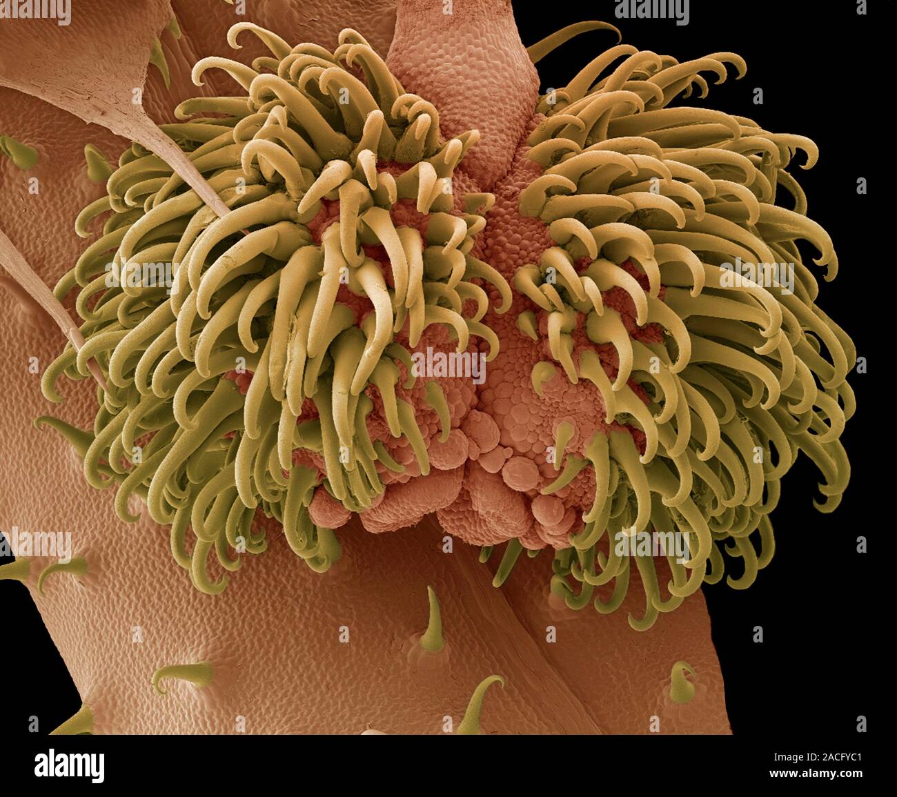 Goosegrass fruits. Coloured scanning electron micrograph (SEM) of the ...