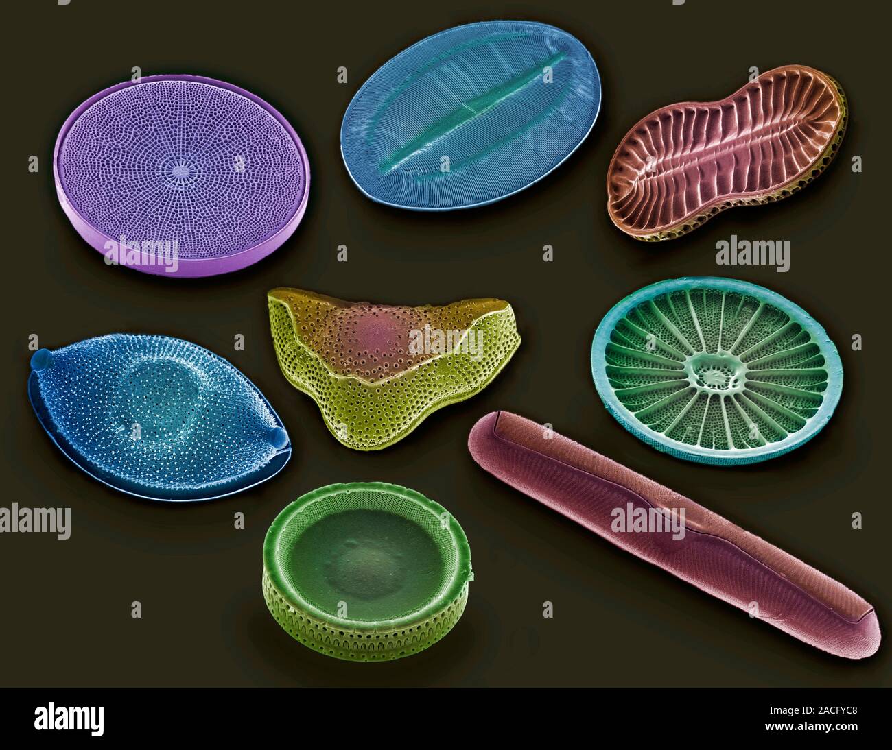 Selection of diatoms, coloured scanning electron micrograph (SEM ...