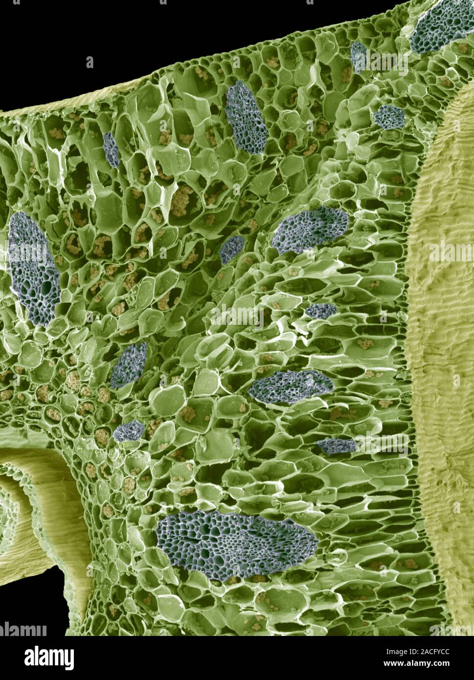 Grass leaf. Coloured scanning electron micrograph (SEM) of a freeze ...