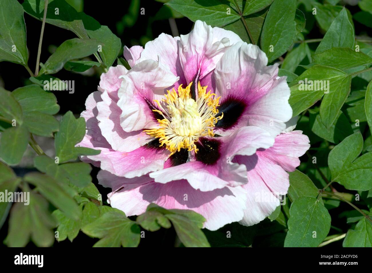 Foliage and flower of Tree Peony (Paeonia), also known as, Gansu Mudan ...