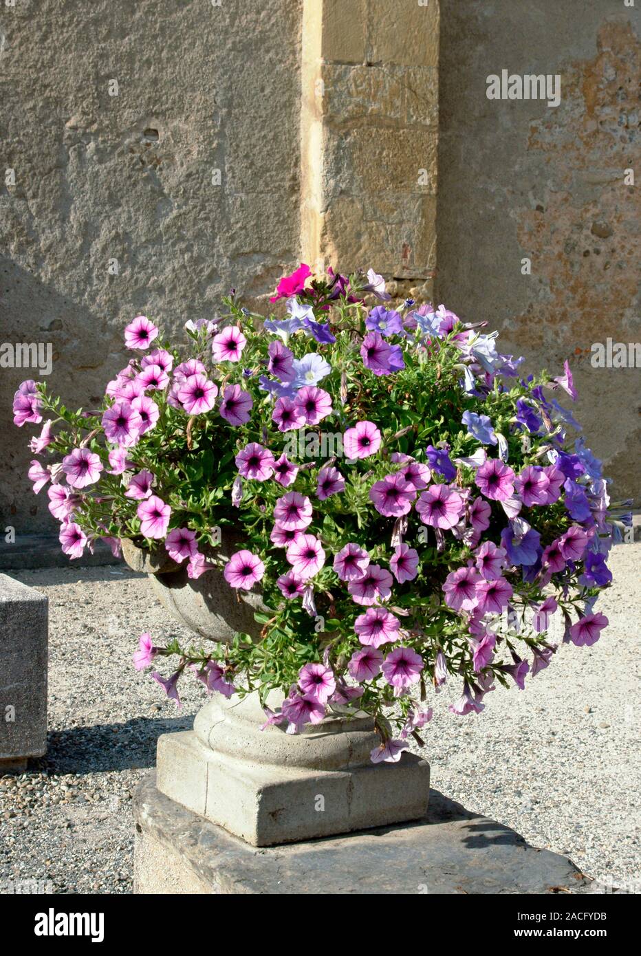 Petunia 'Cascade' flowering in a container in the summer Stock Photo ...