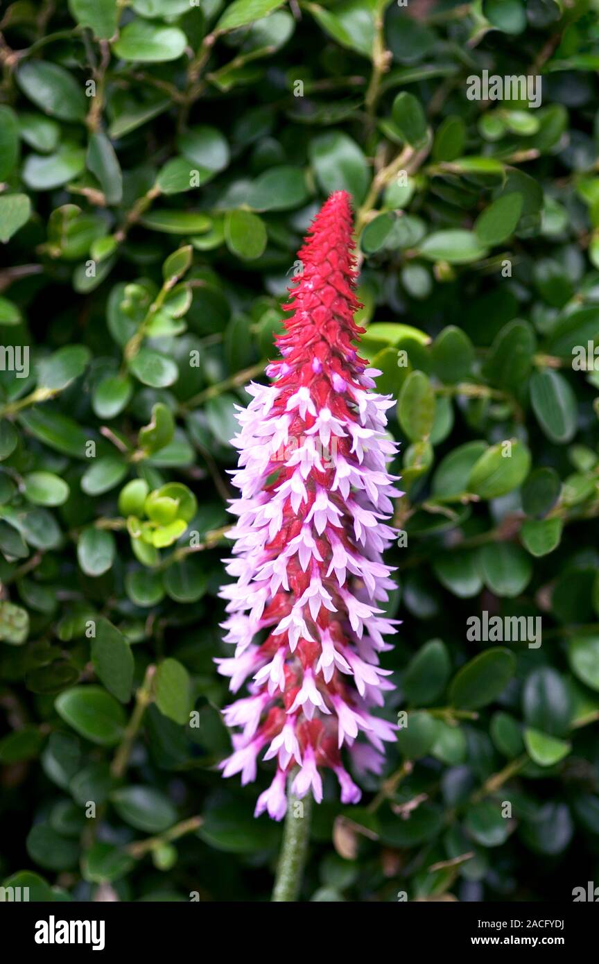 Primrose (Primula vialii) in flower in the spring Stock Photo - Alamy