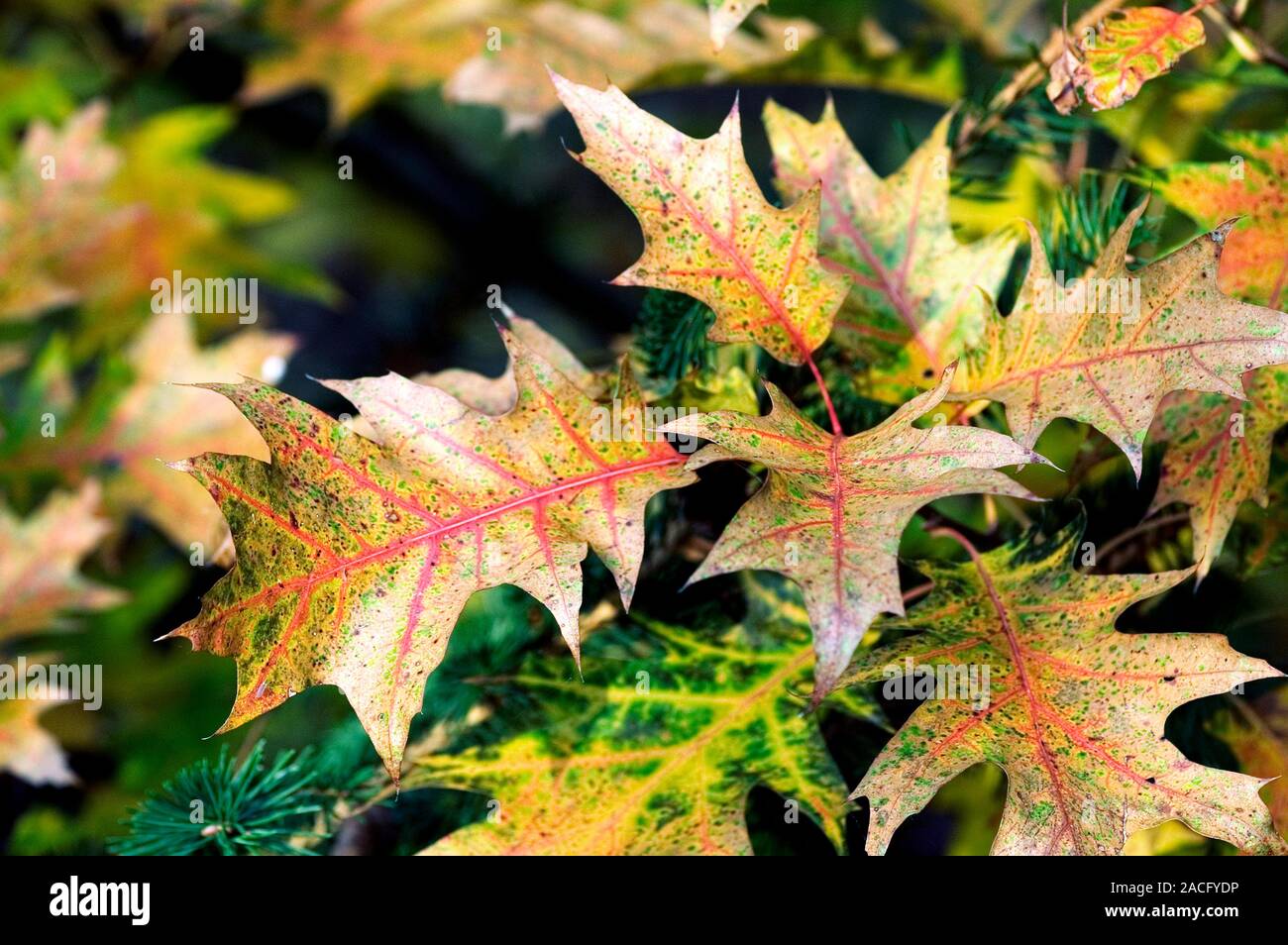 Early autumn foliage of Scarlet Oak (Quercus coccinea Stock Photo - Alamy