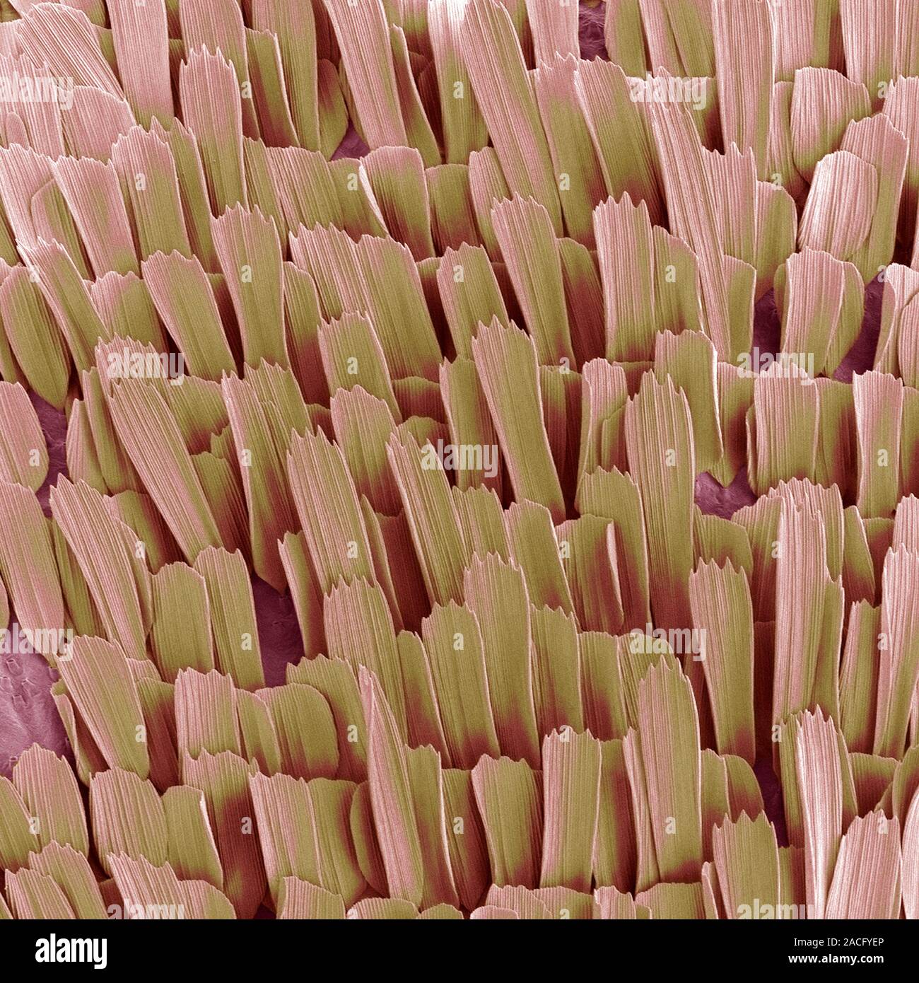 Moth wing scales. Coloured scanning electron micrograph (SEM) of scales ...