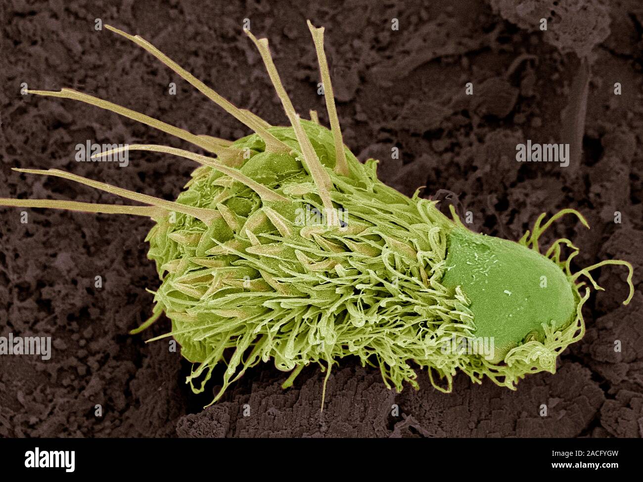 Gastrotrich, coloured scanning electron micrograph (SEM). Gastrotrichs ...