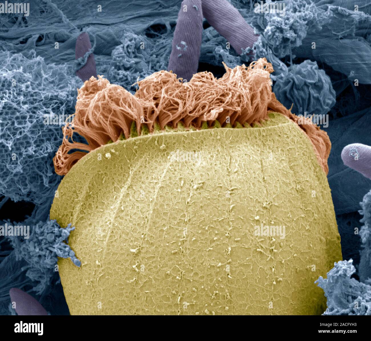 Ciliate protozoan membranelles, coloured scanning electron micrograph ...