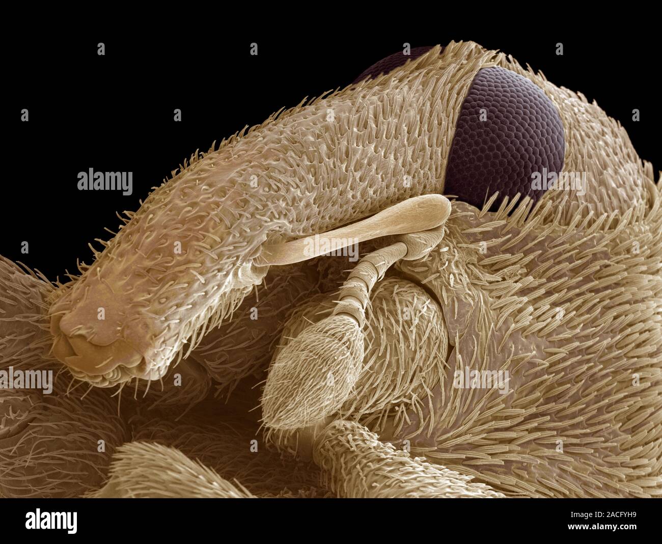 Weevil head, coloured scanning electron micrograph (SEM). One of the ...