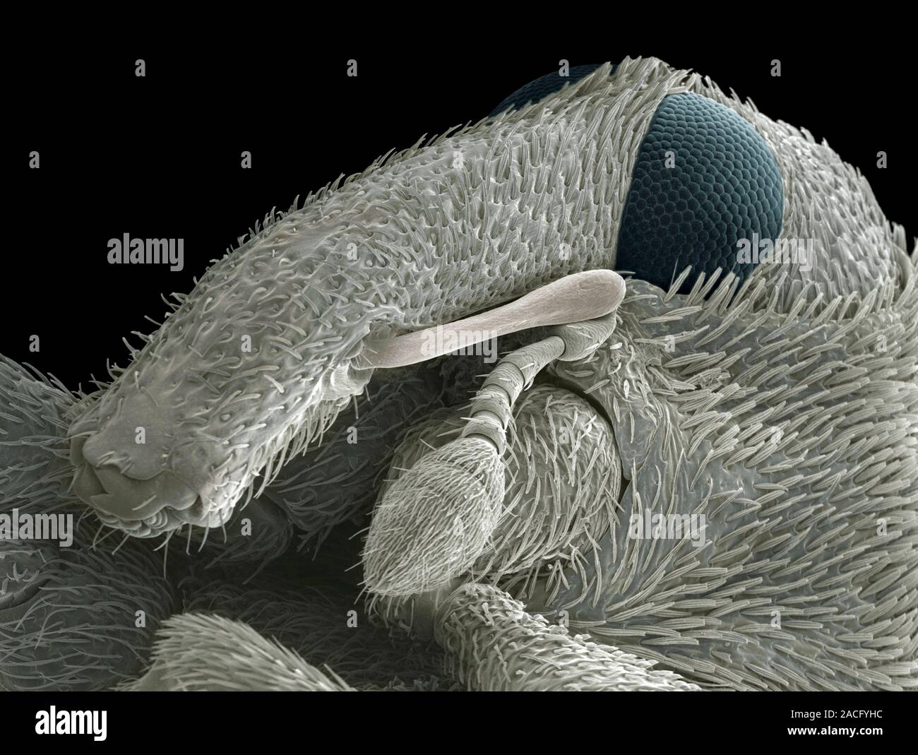 Weevil head, coloured scanning electron micrograph (SEM). One of the ...