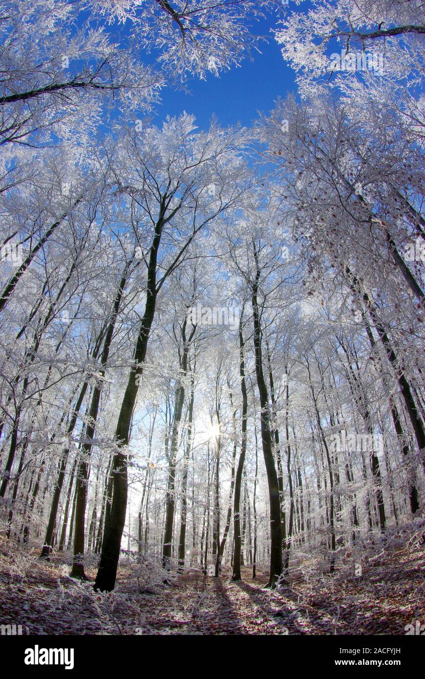 Hoar frost on trees, view from below. Hoar frost forms when air ...